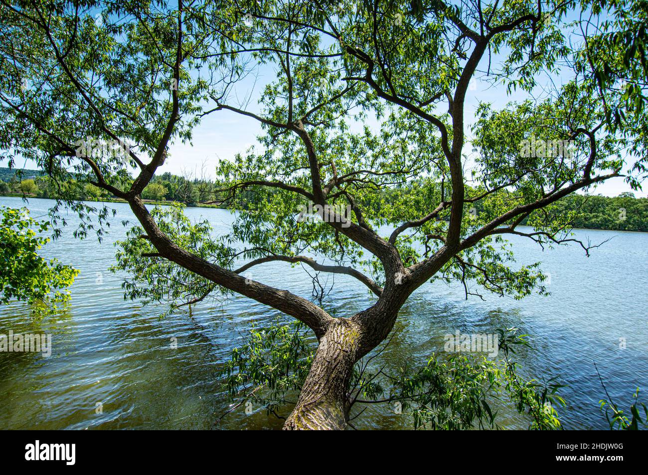 Trees with a distinctive bark texture above the water surface of the ...