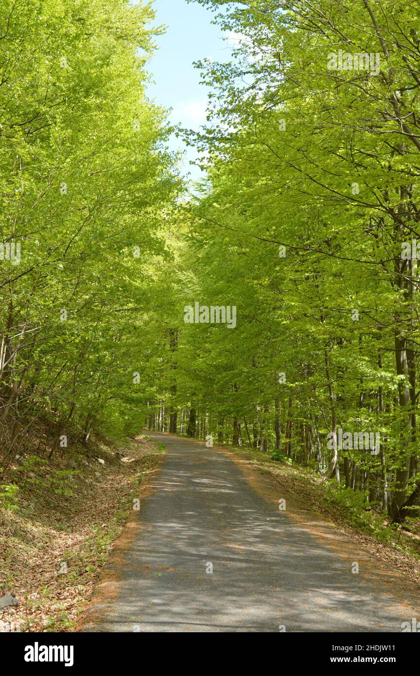 Beautiful tree-lined road in a tree tunnel. Empty road through a ...