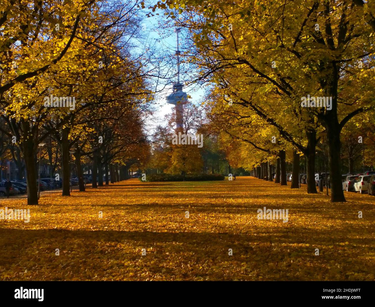 Avenue trees in netherlands hi-res stock photography and images - Alamy