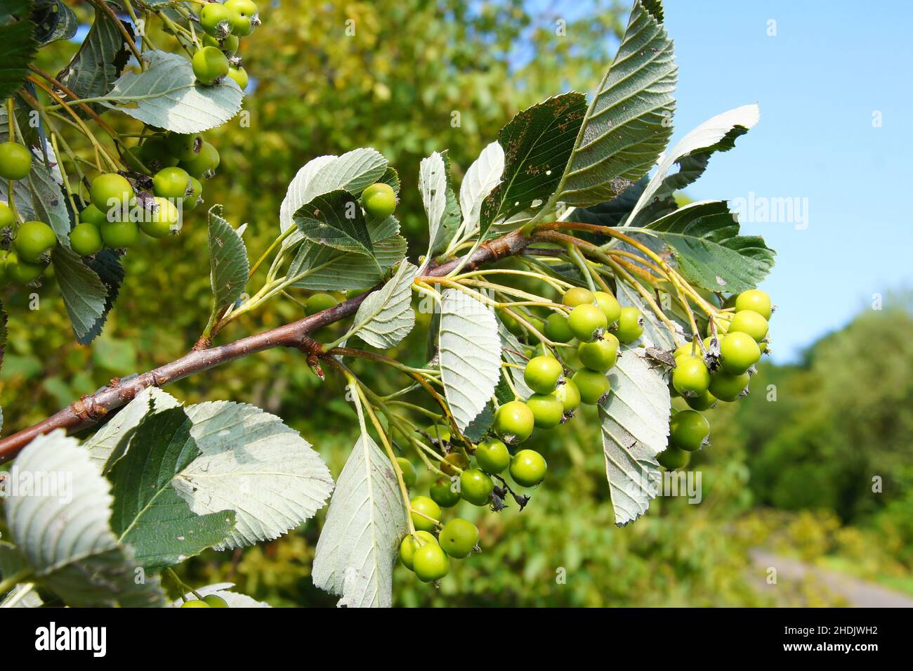 Alder buckthorn plant hi-res stock photography and images - Alamy