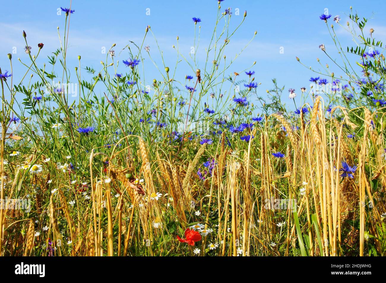 cornflower, grainfield, cornflowers, grainfields Stock Photo - Alamy