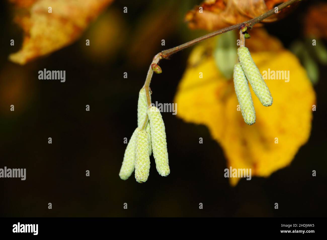 hazelnut tree, flowering hazel, hazelnut trees, flowering hazels Stock ...