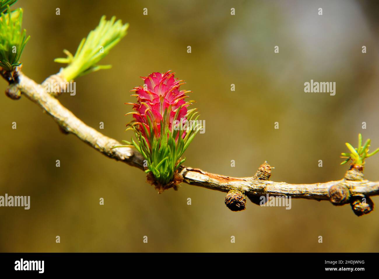 bud, larch cones, buds, conifer cone Stock Photo - Alamy
