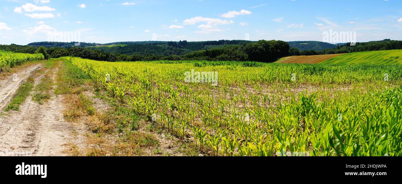 maize field, fodder plant, cornfields, fodder plants Stock Photo - Alamy