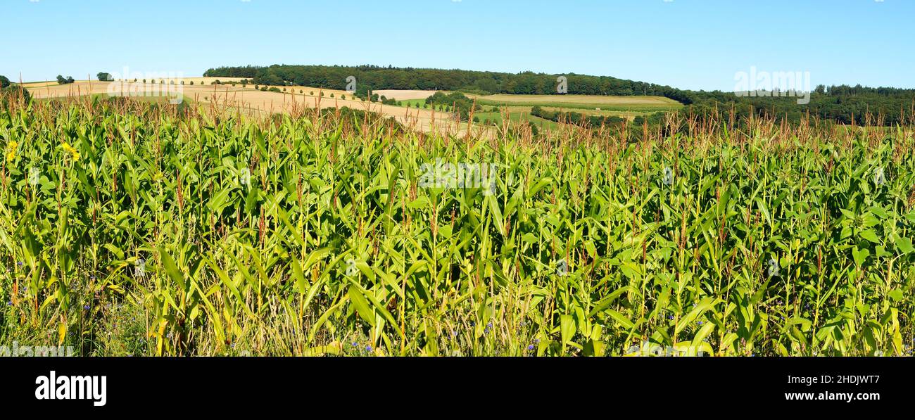 maize field, fodder plant, cornfields, fodder plants Stock Photo - Alamy