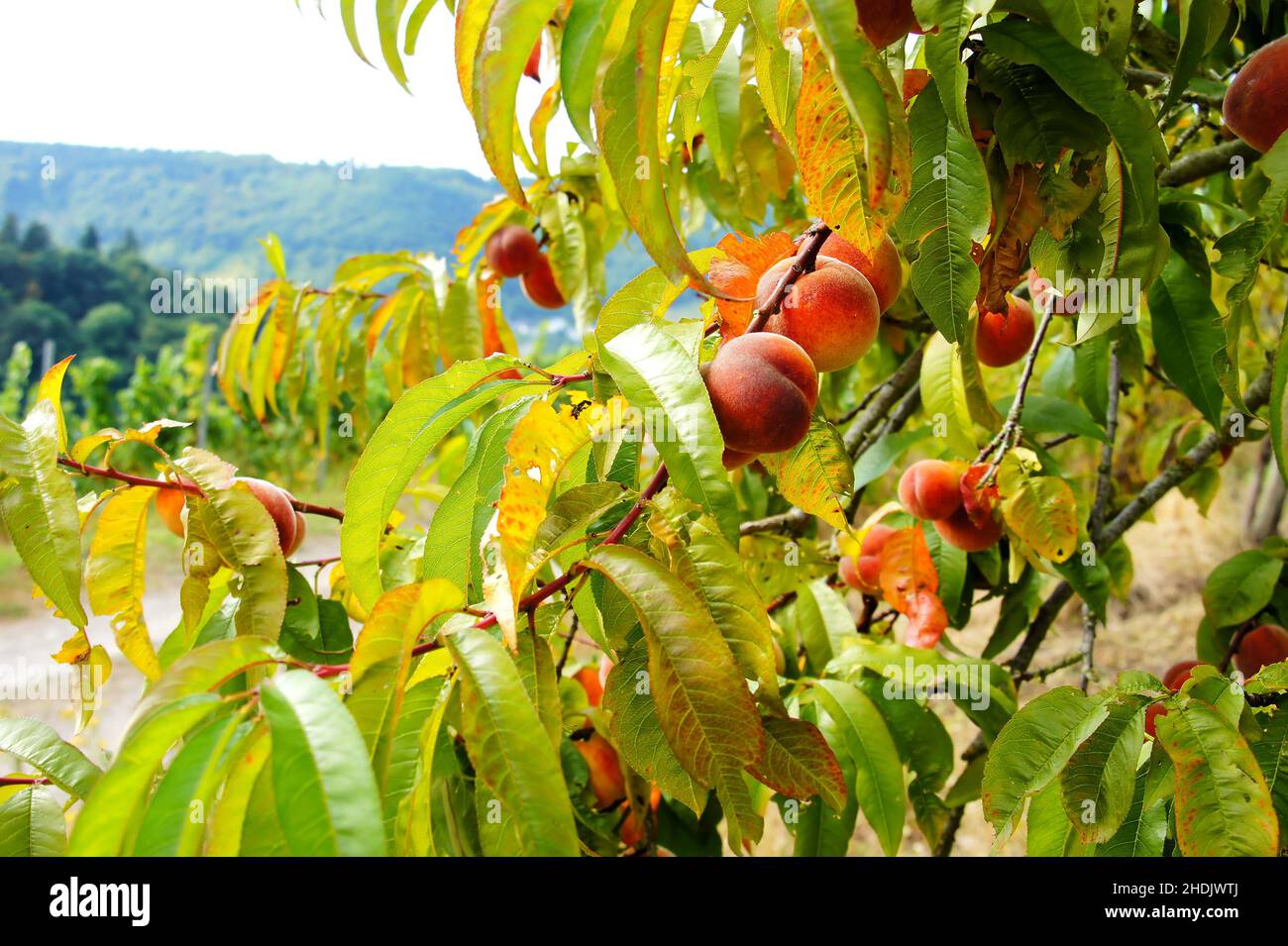 peach, vineyard peach, peachs Stock Photo - Alamy