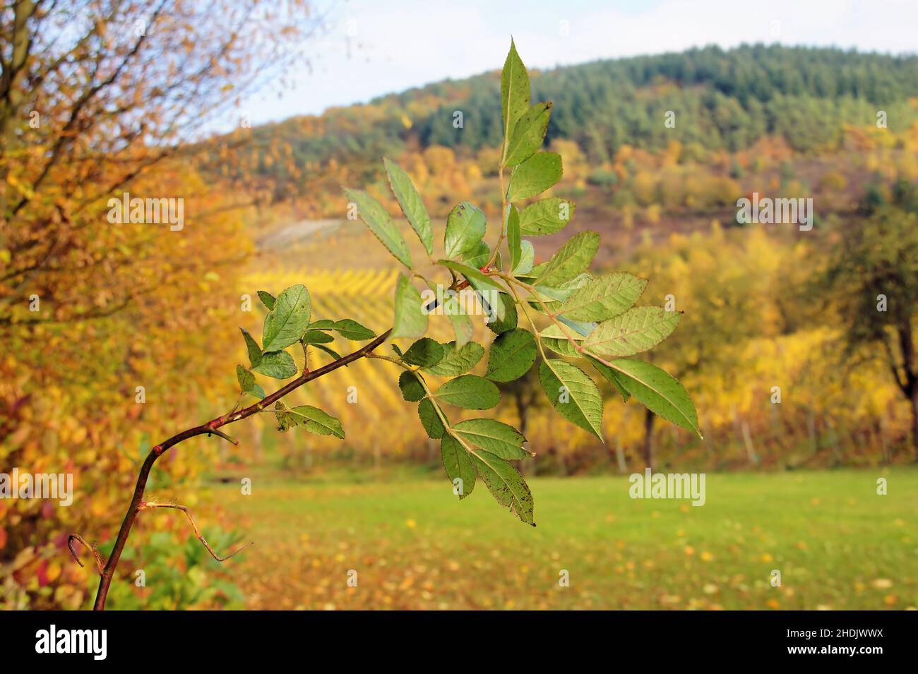 Rose hip bush hi-res stock photography and images - Alamy