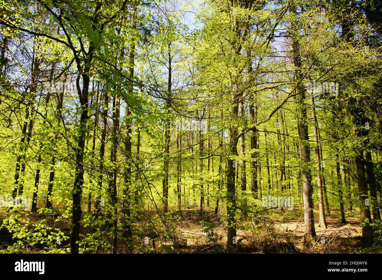beech tree, deciduous forest, beech trees, deciduous forests Stock ...