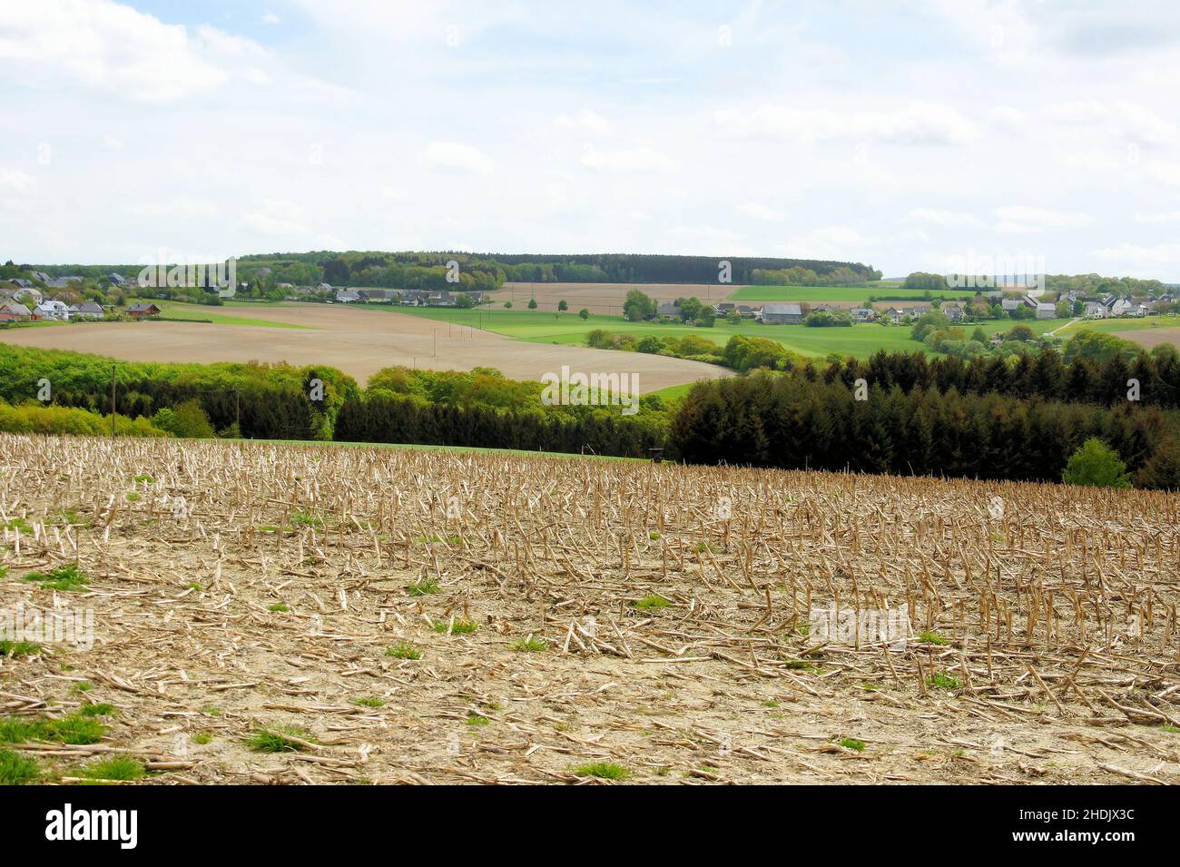field stubble, field stubbles Stock Photo - Alamy