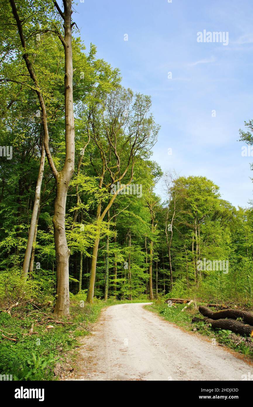 Grove paths hi-res stock photography and images - Alamy