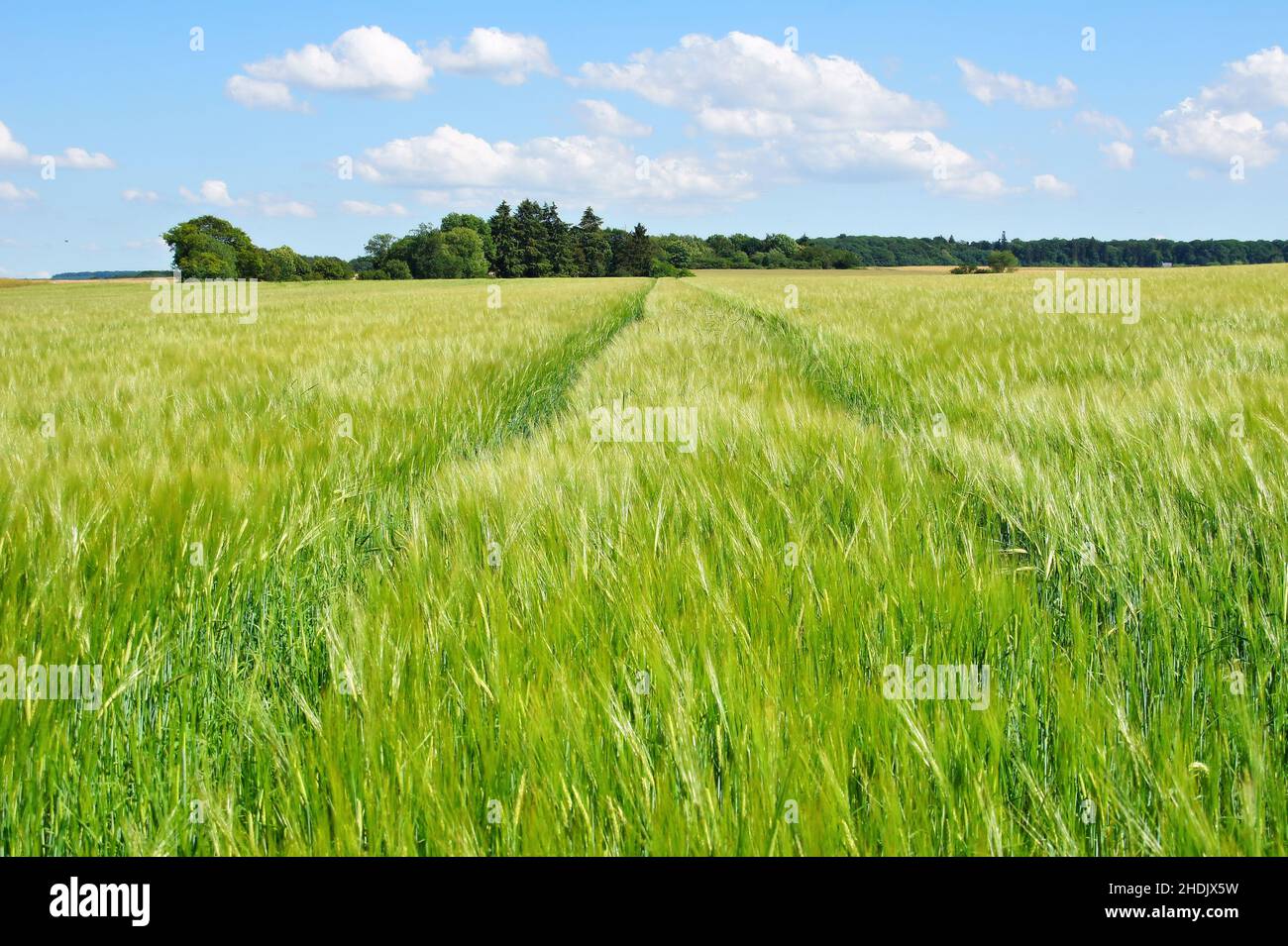 grainfield, corn field, grainfields, corn fields Stock Photo - Alamy