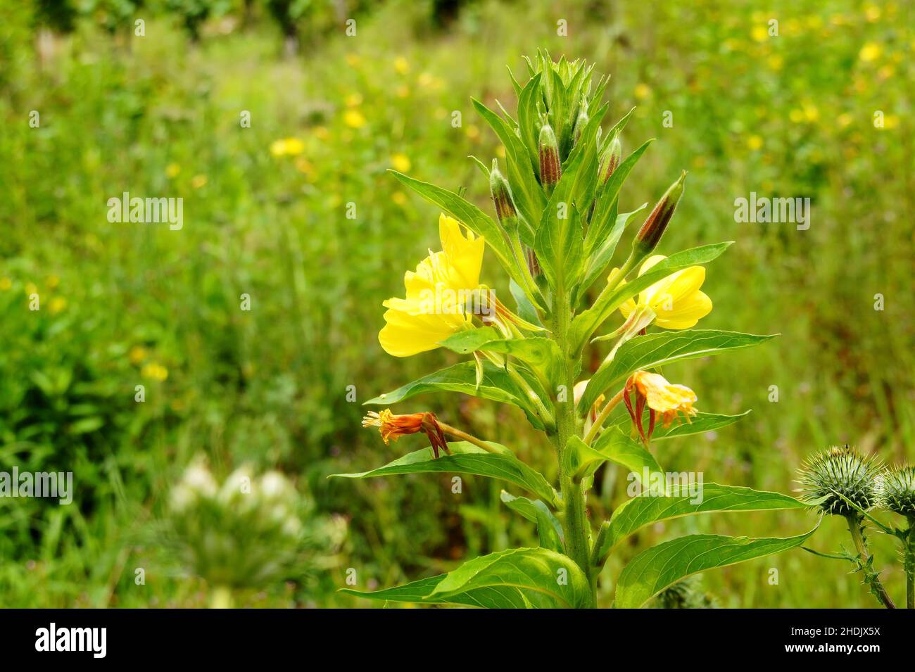 common evening-primrose, evening star, evening-primrose, oenothera ...