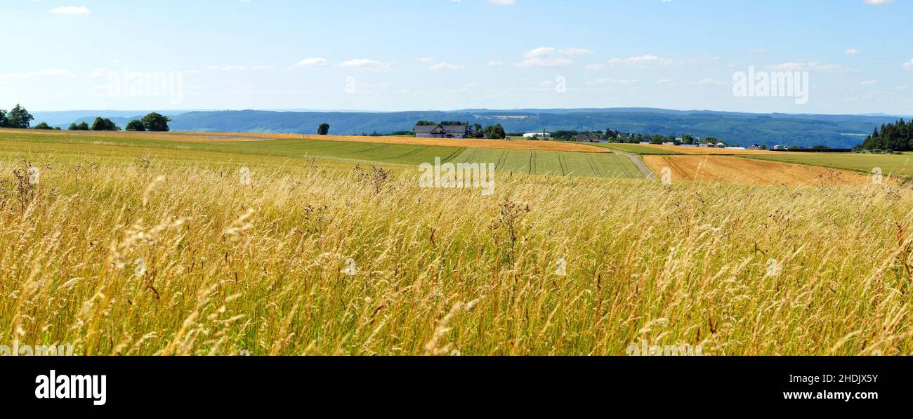 grainfield, fields, corn field, grainfields, field, corn fields Stock ...