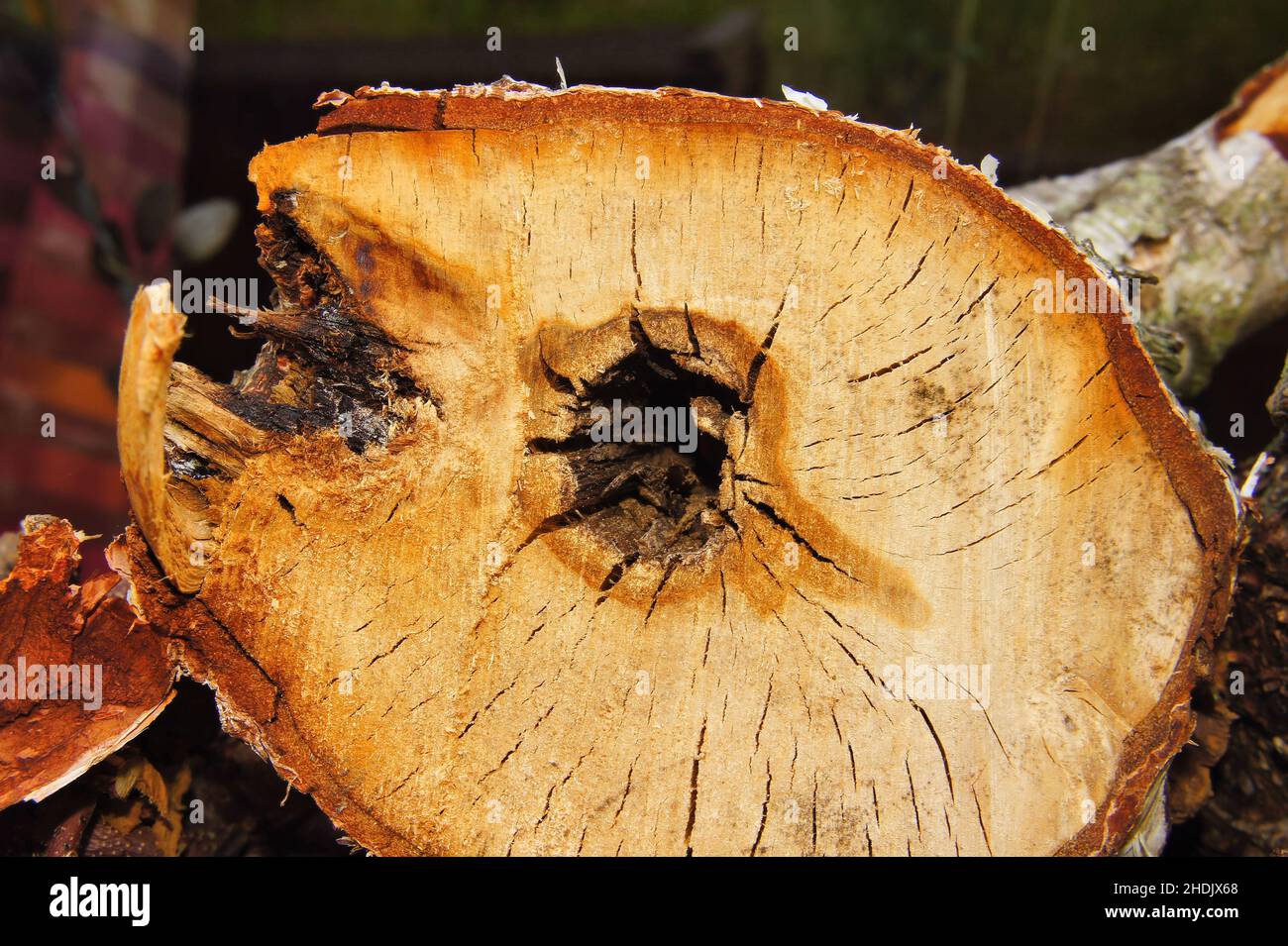 Birchwoods hi-res stock photography and images - Alamy