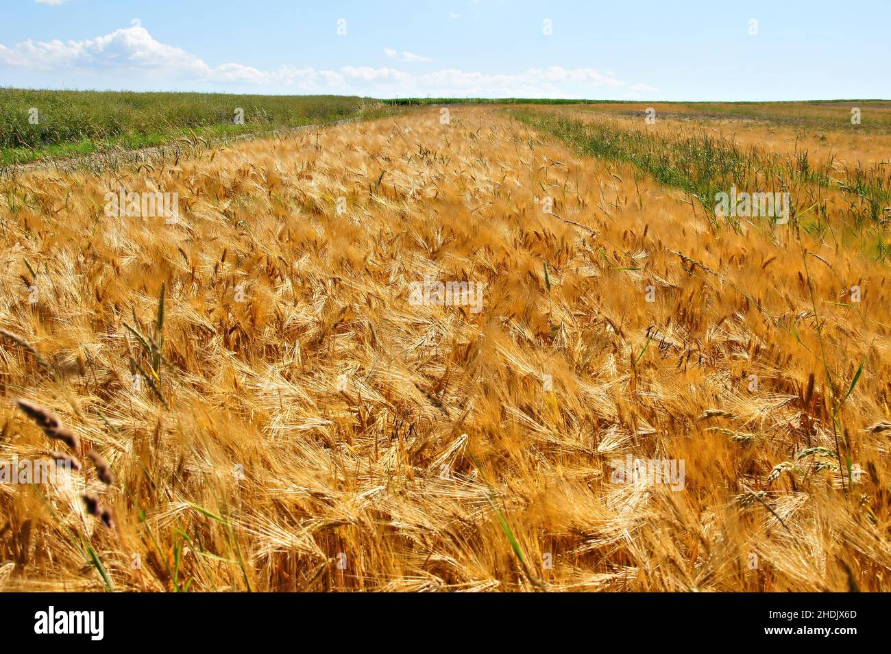 barley, grainfield, barleys, grainfields Stock Photo - Alamy