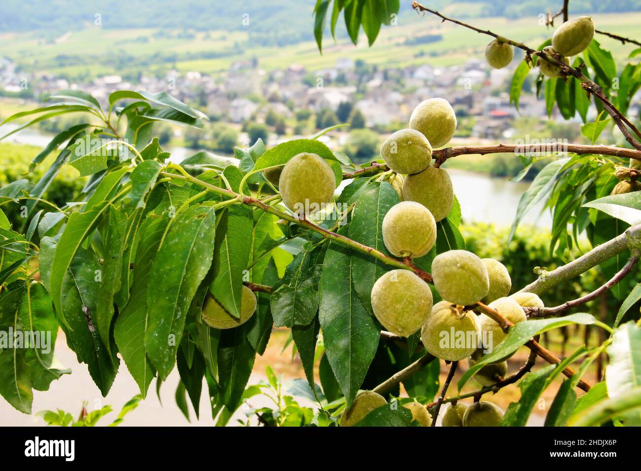 almonds, almond tree, almond, almond trees Stock Photo - Alamy