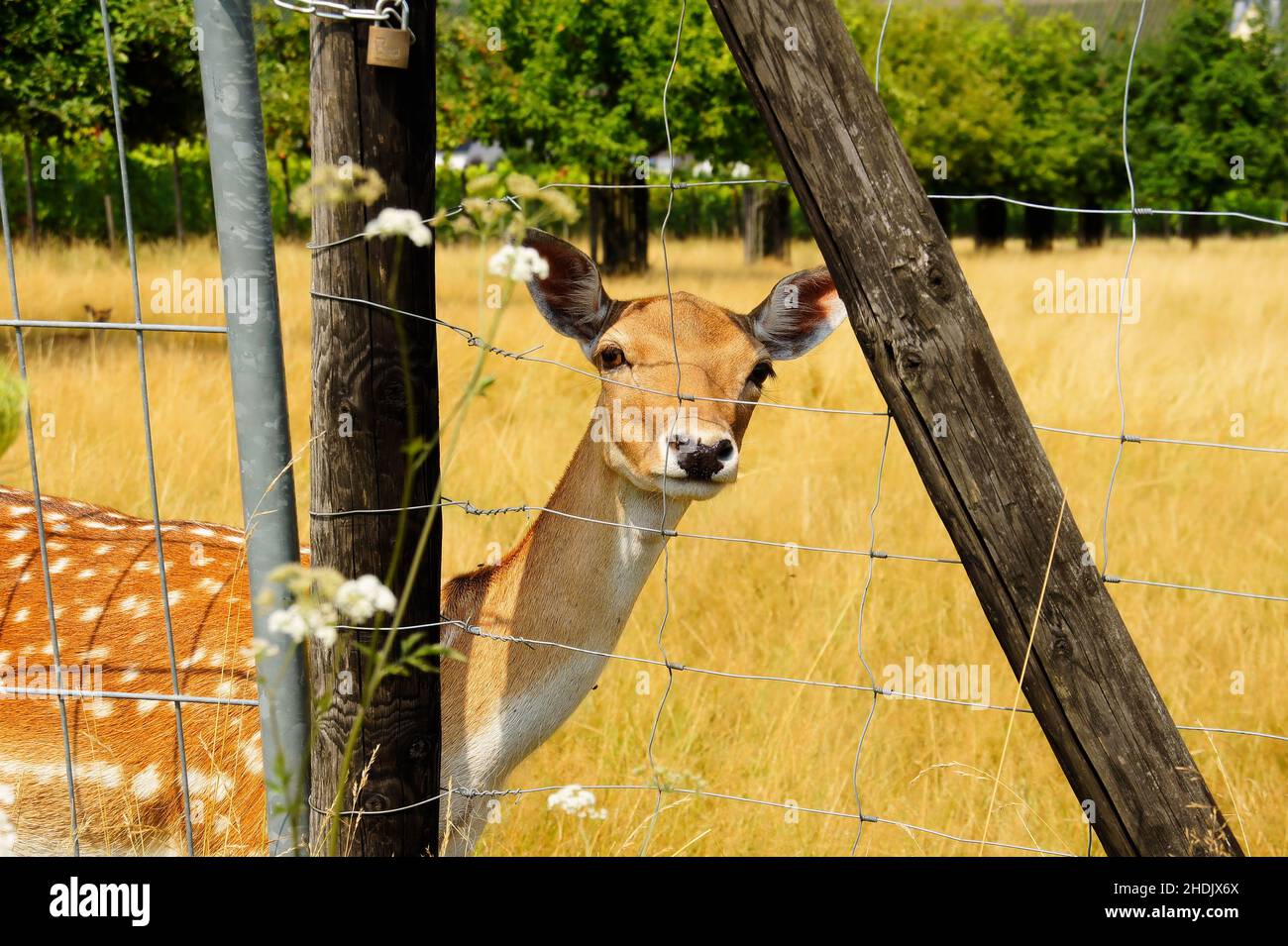 fallow deer, enclosure, fallow deers, enclosures Stock Photo - Alamy