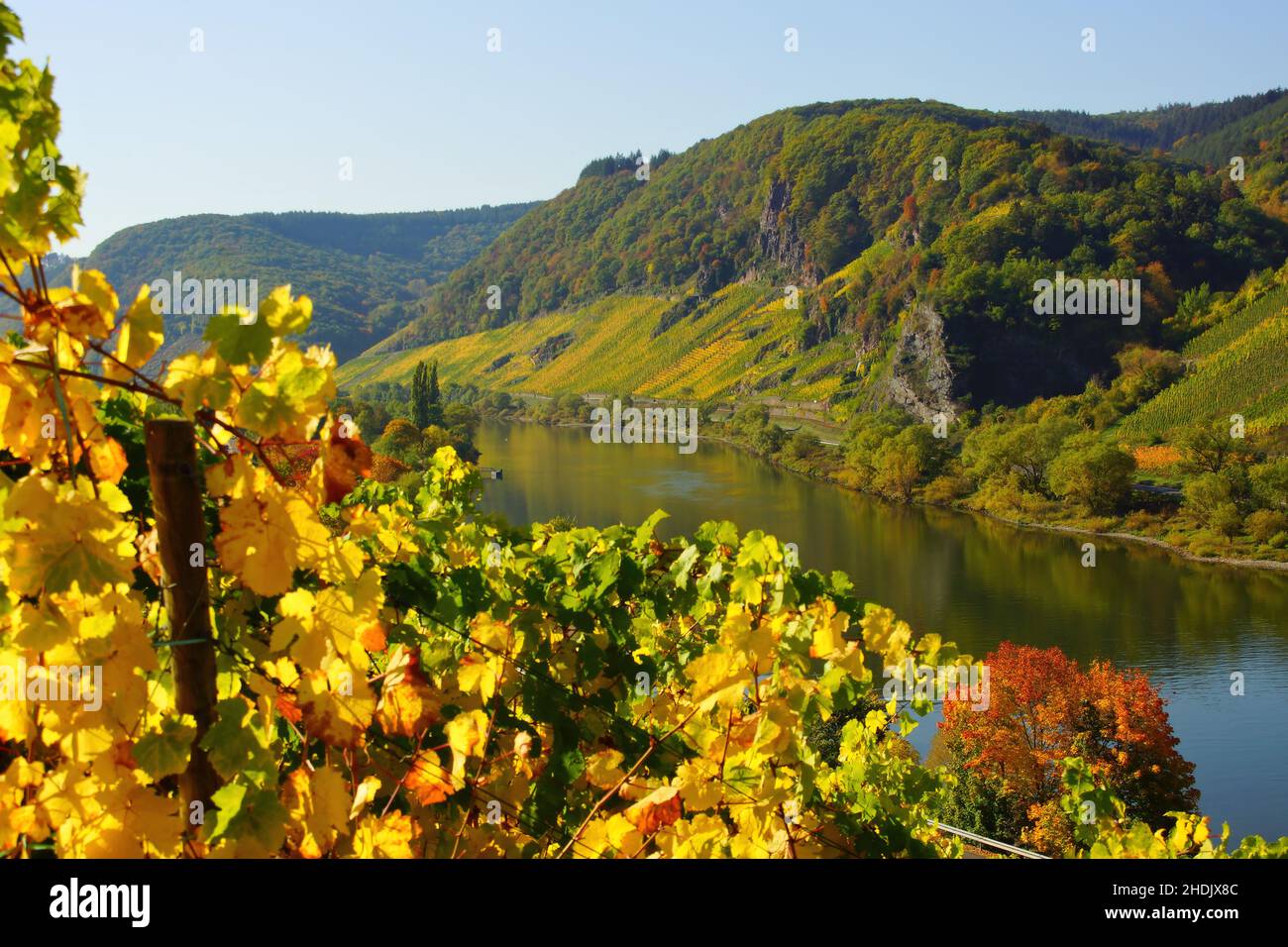 moselle valley, moselle river, vineyard, moselle valleys, moselle ...