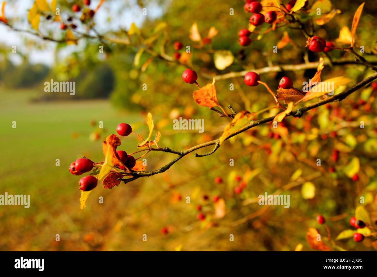 common hawthorn, crataegus monogyna, haw, hawthorn, may, mayblossom ...