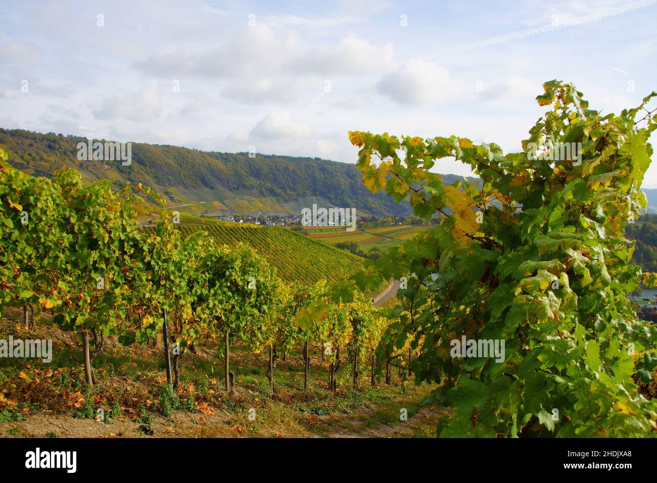 rhineland-palatinate, wine region, rhineland-palatinates, wine regions ...