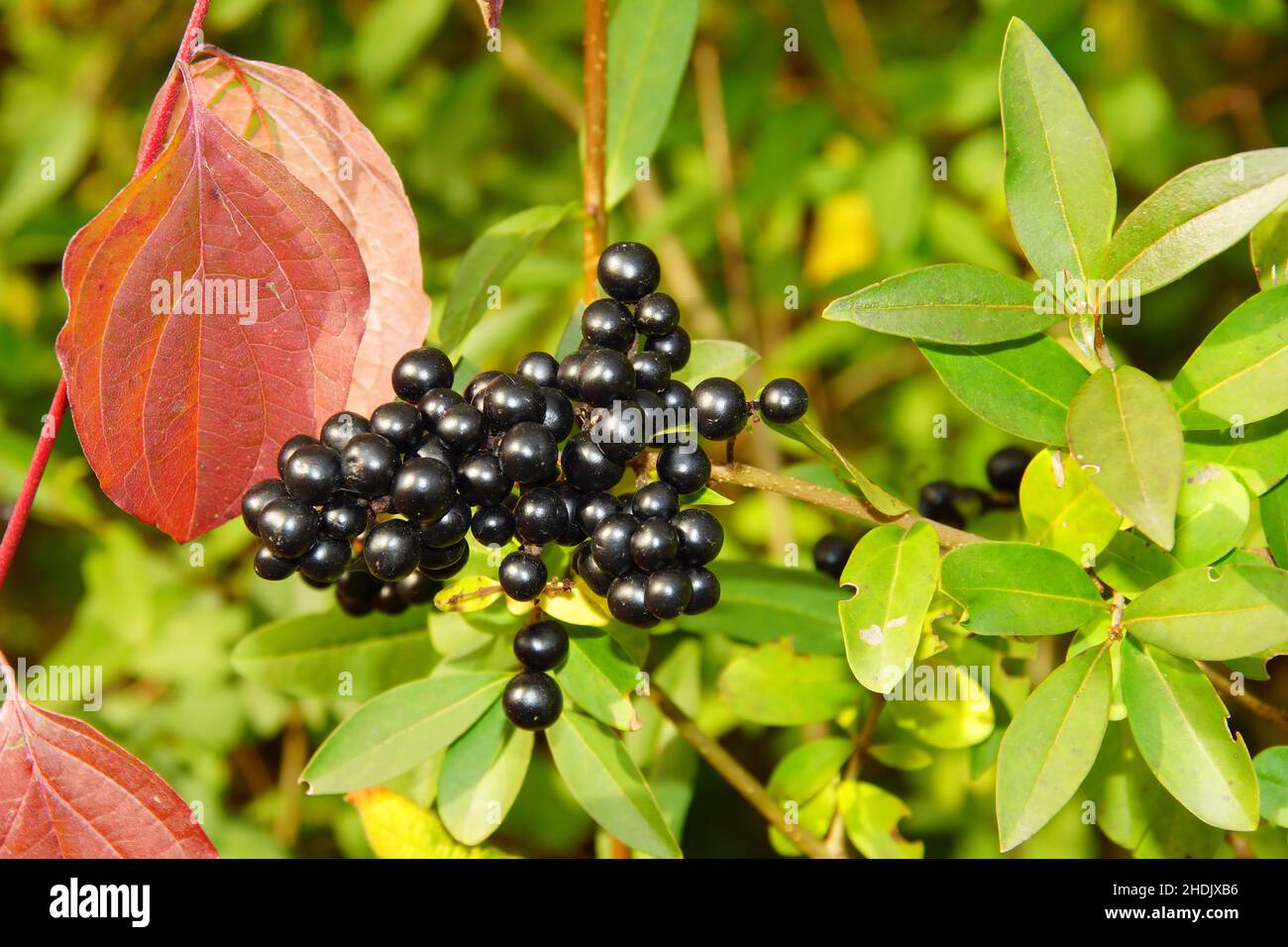 Ligustrum berry hi-res stock photography and images - Alamy