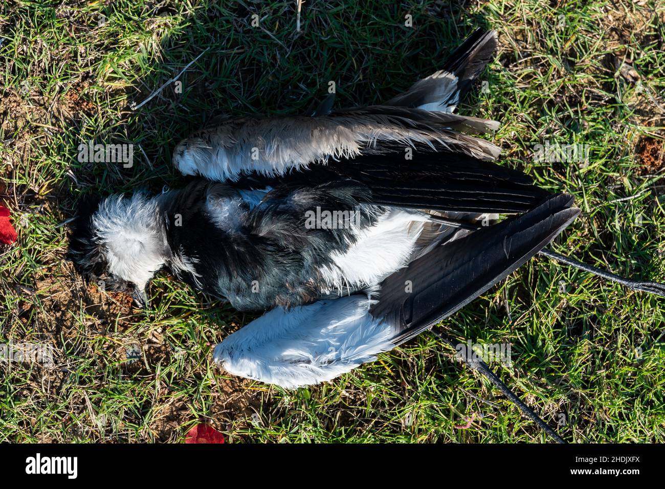 Dead crow hi-res stock photography and images - Alamy