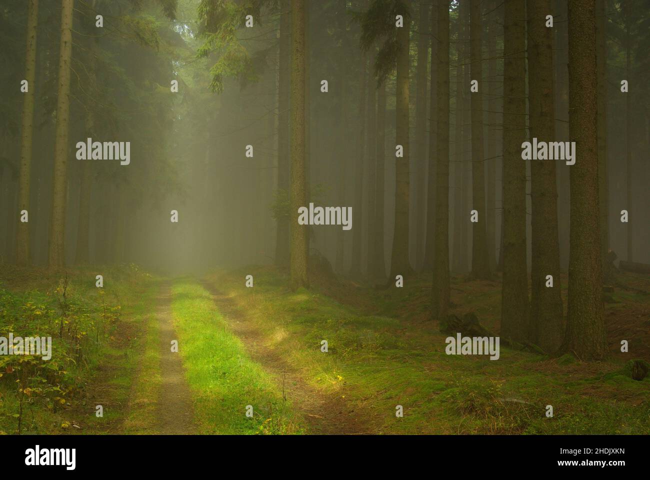 forest, path, mystical, forests, wood, woodland, woods, paths ...