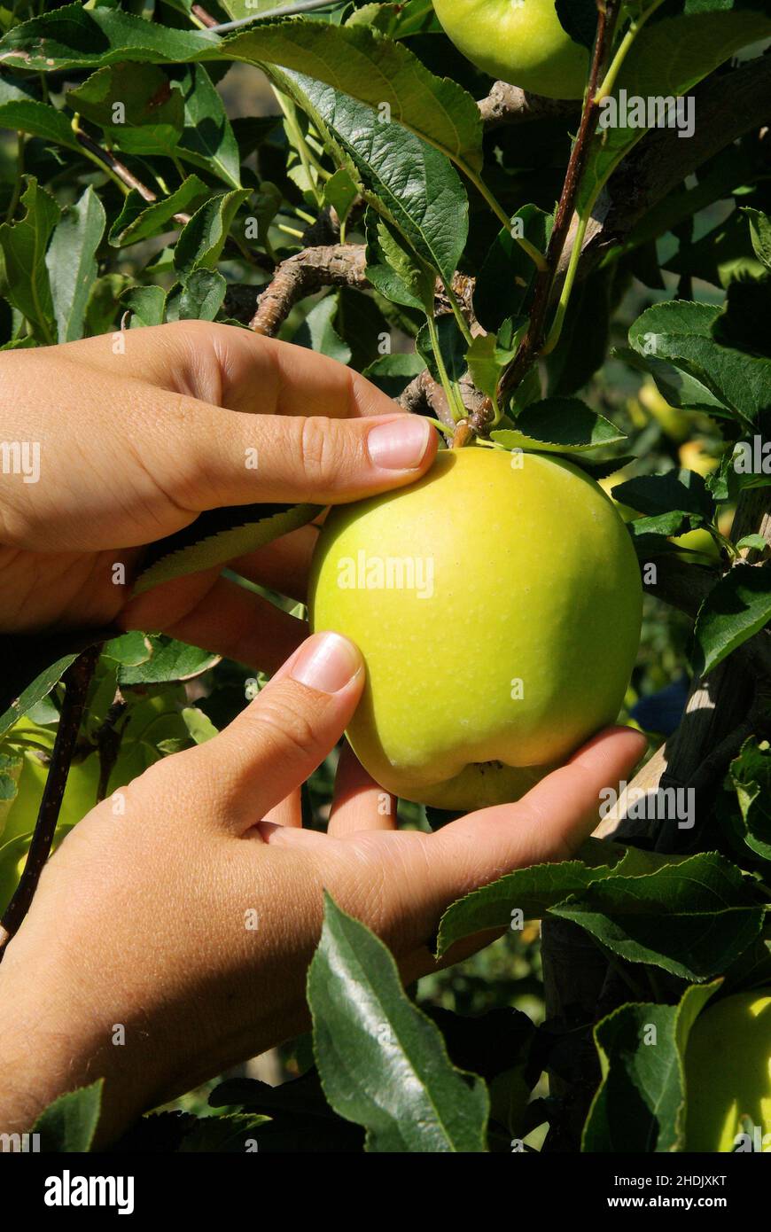 Natures pick hi-res stock photography and images - Alamy