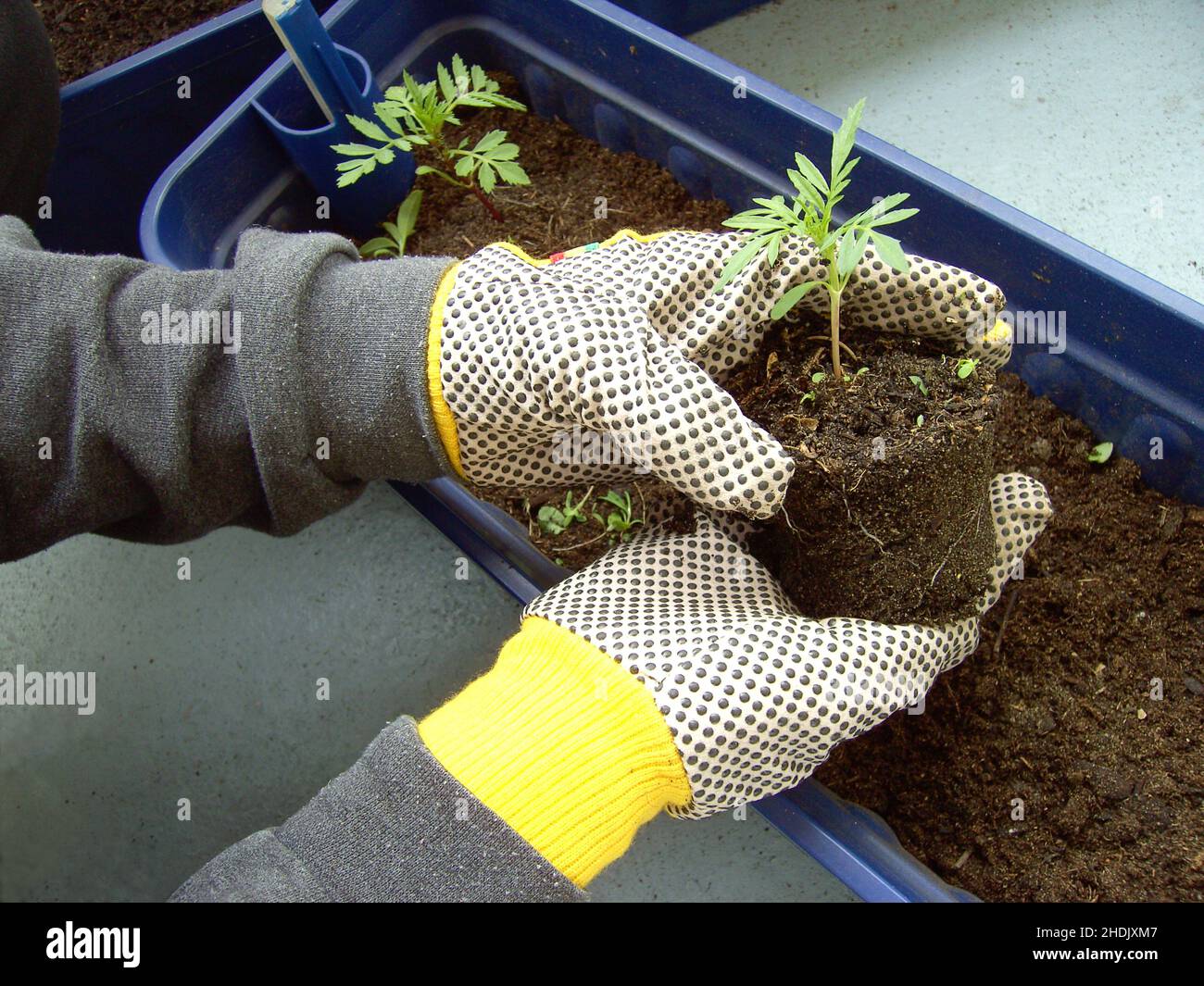 gardening, seedling, planting, plant care, tending of plants, sapling ...