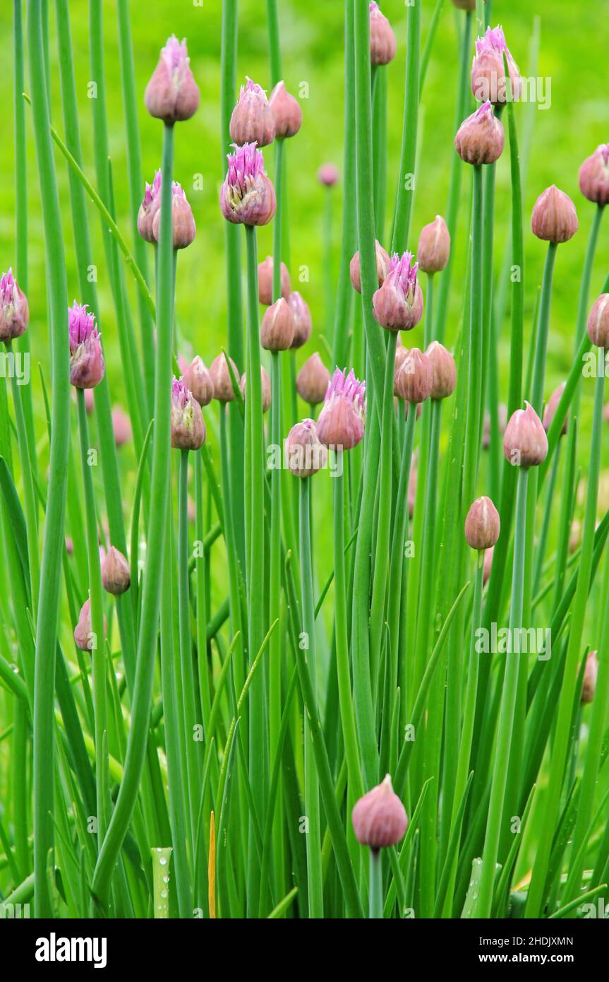 Chive stalk hi-res stock photography and images - Alamy