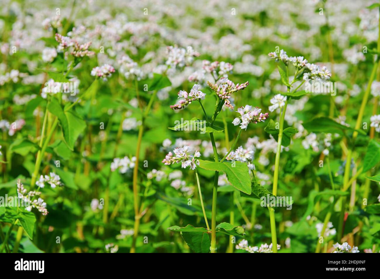 Buckwheats hi-res stock photography and images - Alamy