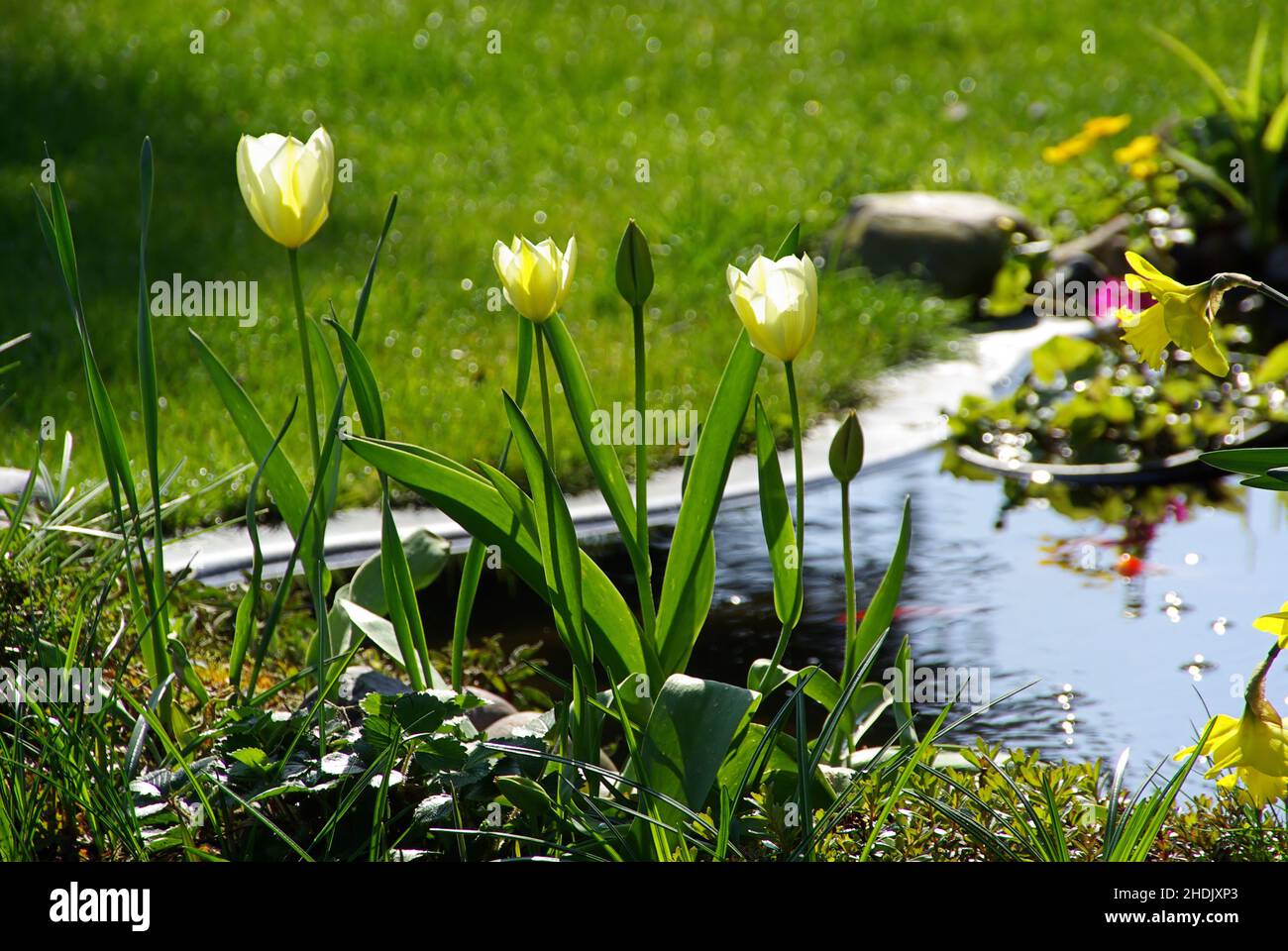 garden, pond, tulip, flower bed, gardens, ponds, tulips, flower beds ...