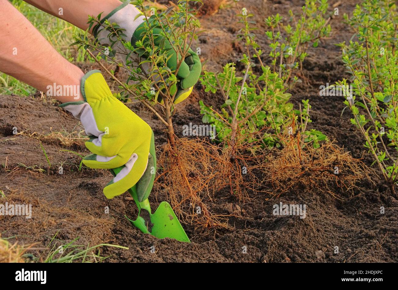 gardening, planting, privet, plant care, tending of plants, grafting ...