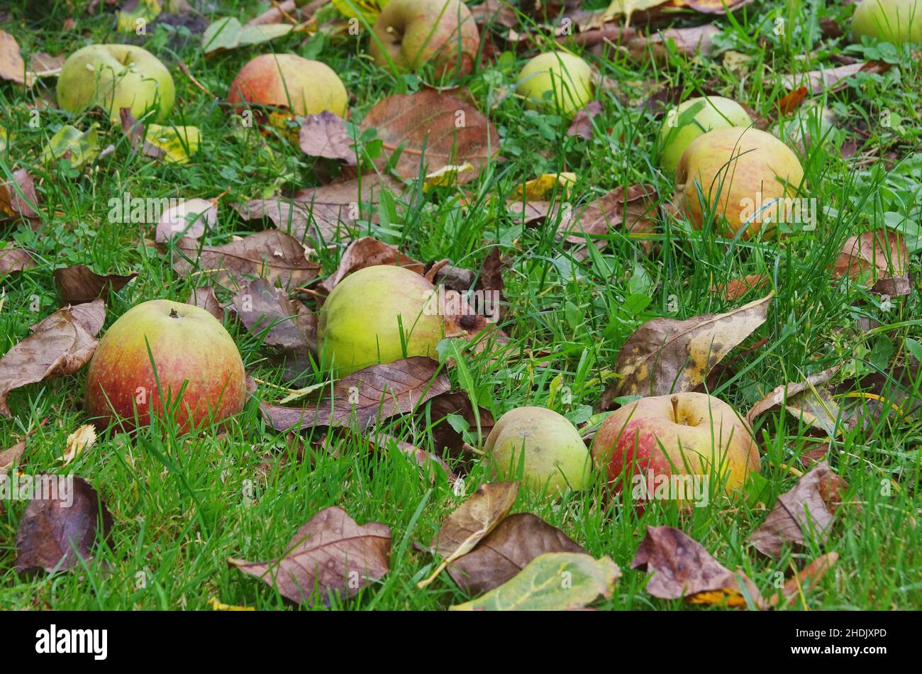 reif, harvest, fruit, reifs, harvests, fruits Stock Photo - Alamy