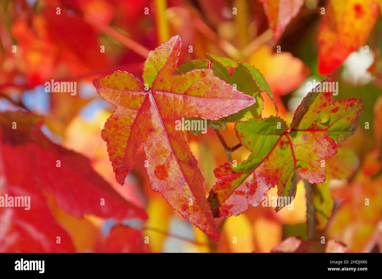 autumn leaves, sweet gum, autumn leaf, fall, leaf, leaves Stock Photo ...