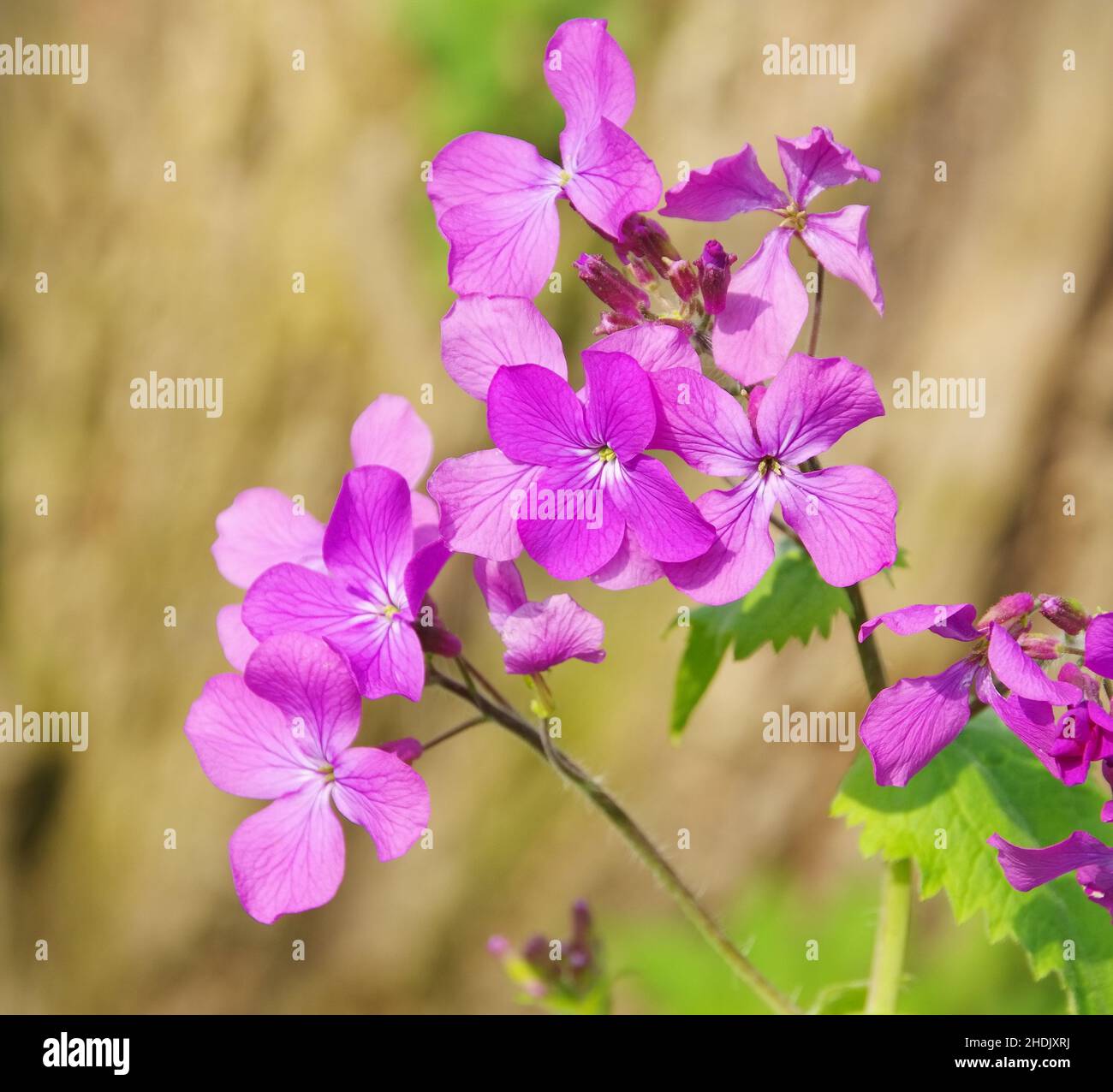 lunaria, honesty plant, lunarias Stock Photo - Alamy