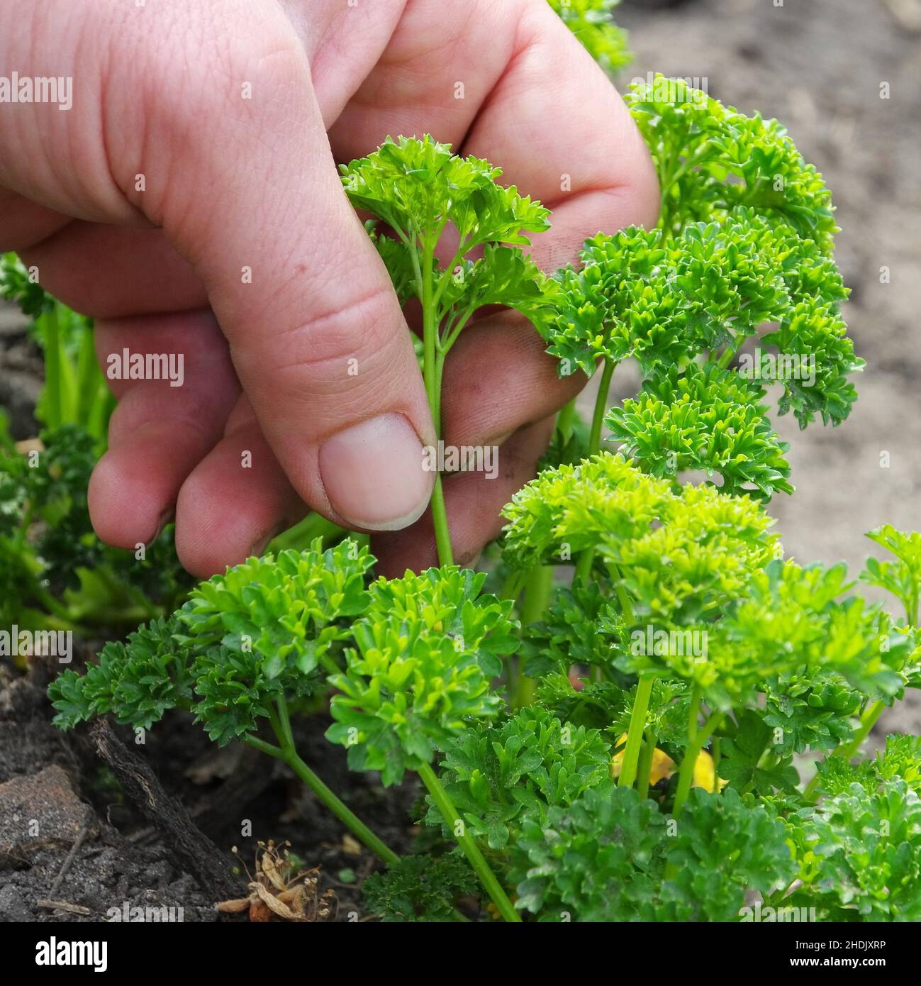 Pick parsley hi-res stock photography and images - Alamy