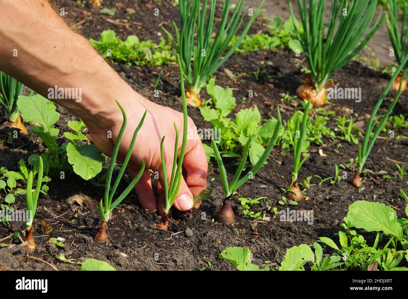 Hand weeding vegetables hi-res stock photography and images - Alamy