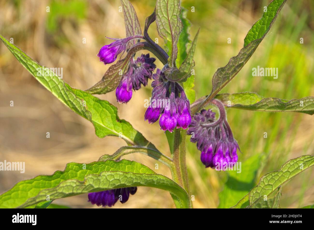 Comfreys hi-res stock photography and images - Alamy