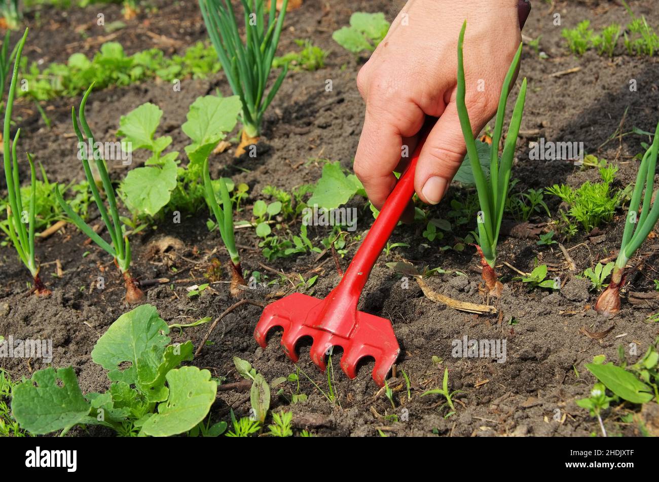 gardening, rake, tillage, plant care, tending of plants, rakes ...