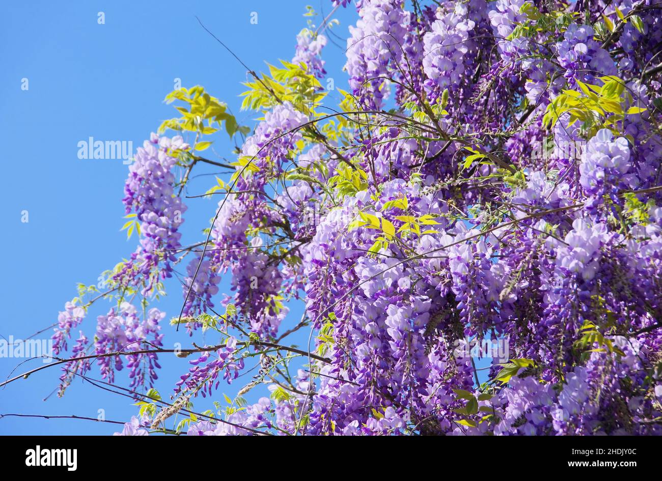 Wisteria color hi-res stock photography and images - Alamy
