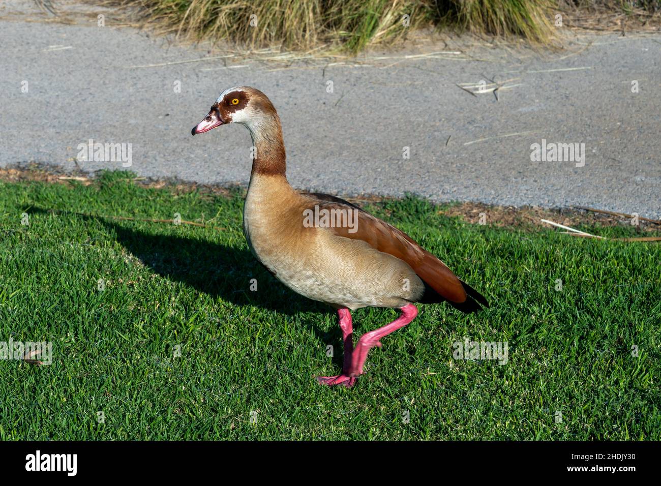 Beautiful Egyptian goose, duck, portrait in Ariel Sharon park in Israel ...