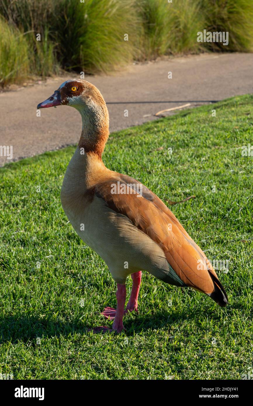 Beautiful Egyptian goose, duck, portrait in Ariel Sharon park in Israel ...