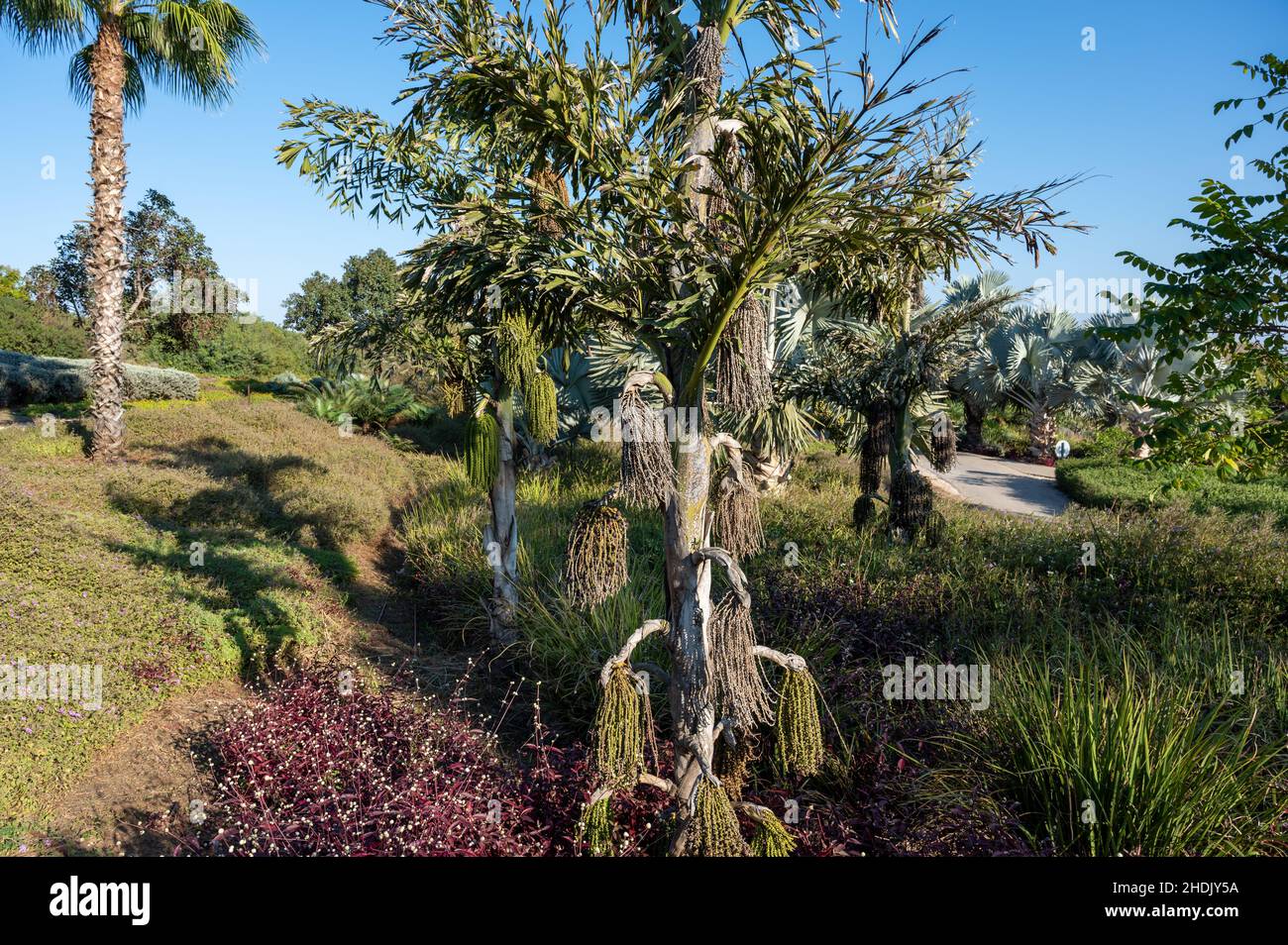 A large bouquet of flowers and fruits of the caryote palm, also called ...
