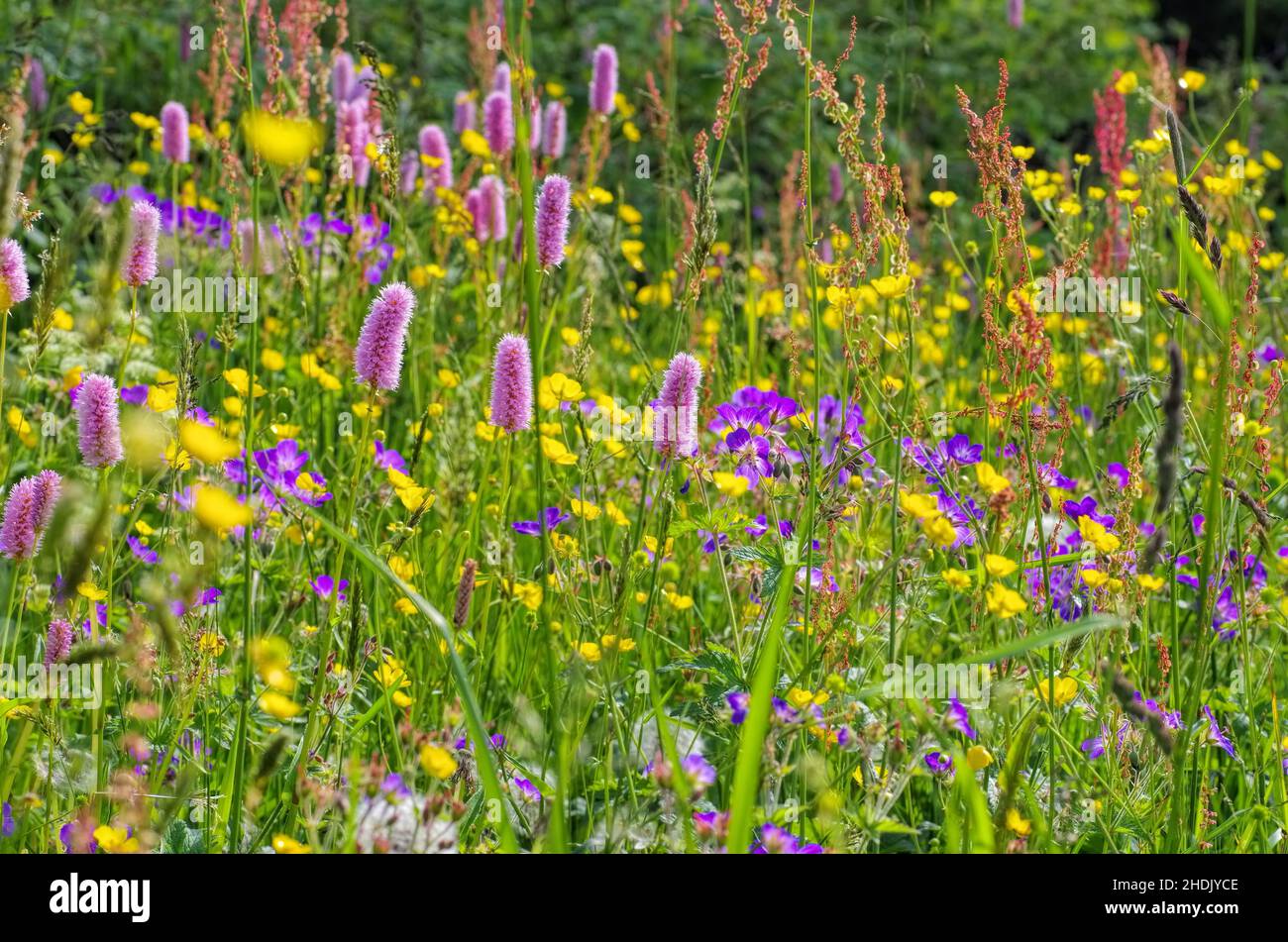 flowering, summer, wild flower, blossom, flourish, summers, wild ...