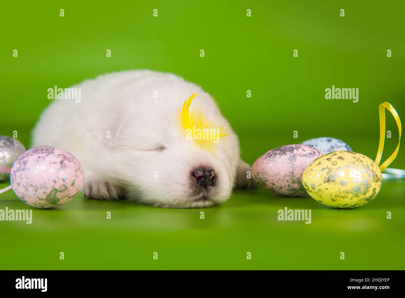 White fluffy small Samoyed puppy dog with eggs on Easter green ...