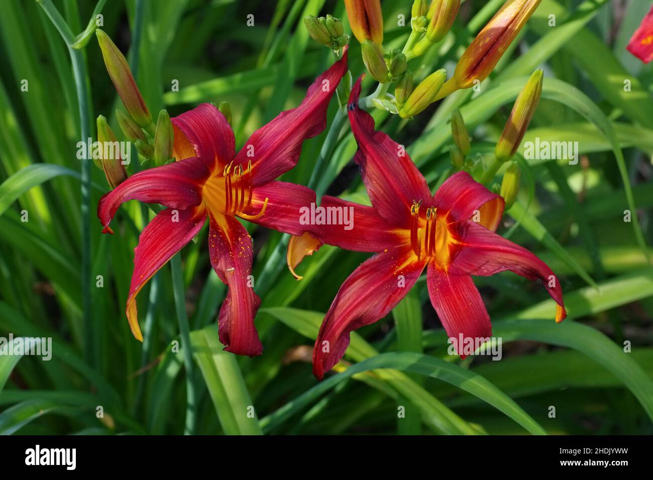 day lily, day lilies Stock Photo - Alamy