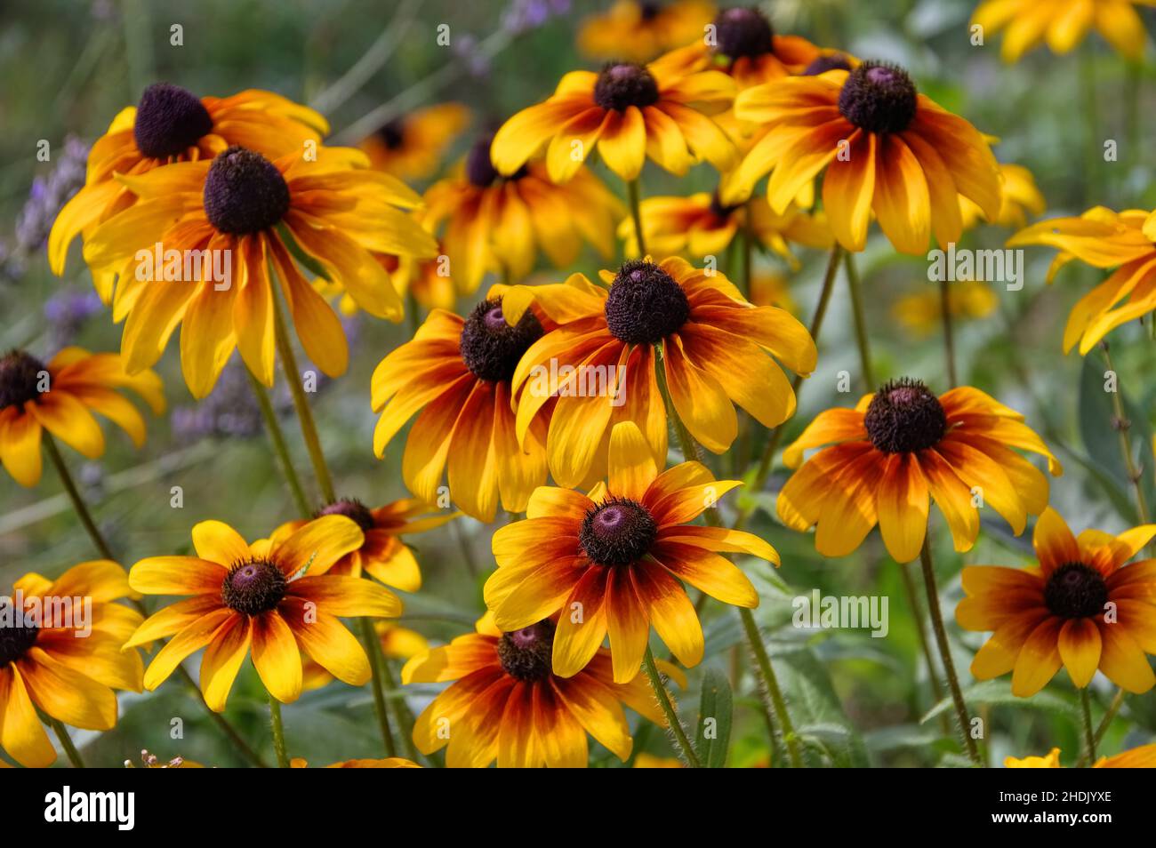 sun hat, sun hats Stock Photo - Alamy
