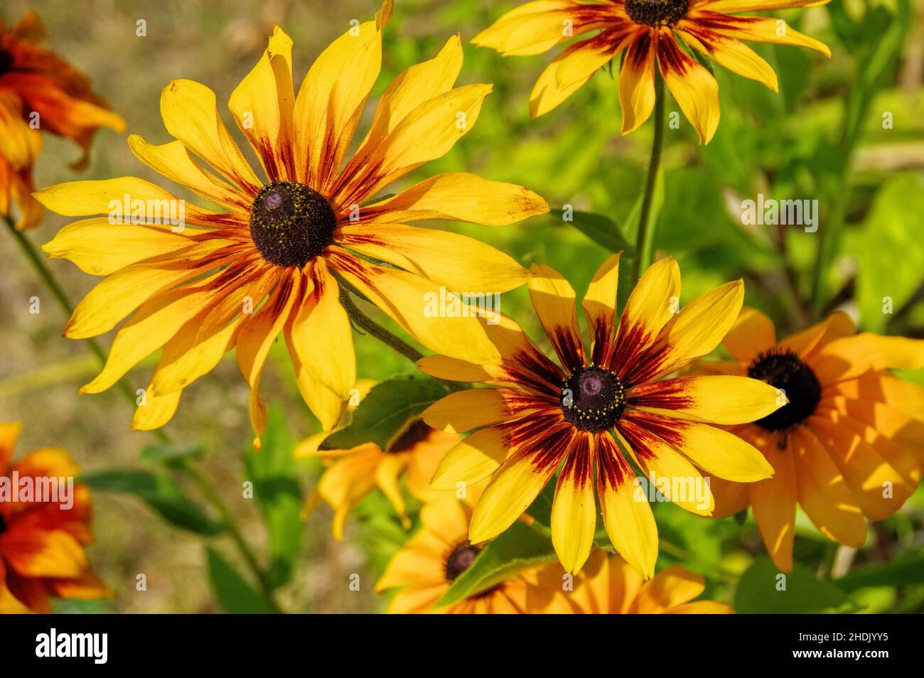 sun hat, rudbeckia, sun hats, black-eyed susan, rudbeckias Stock Photo ...