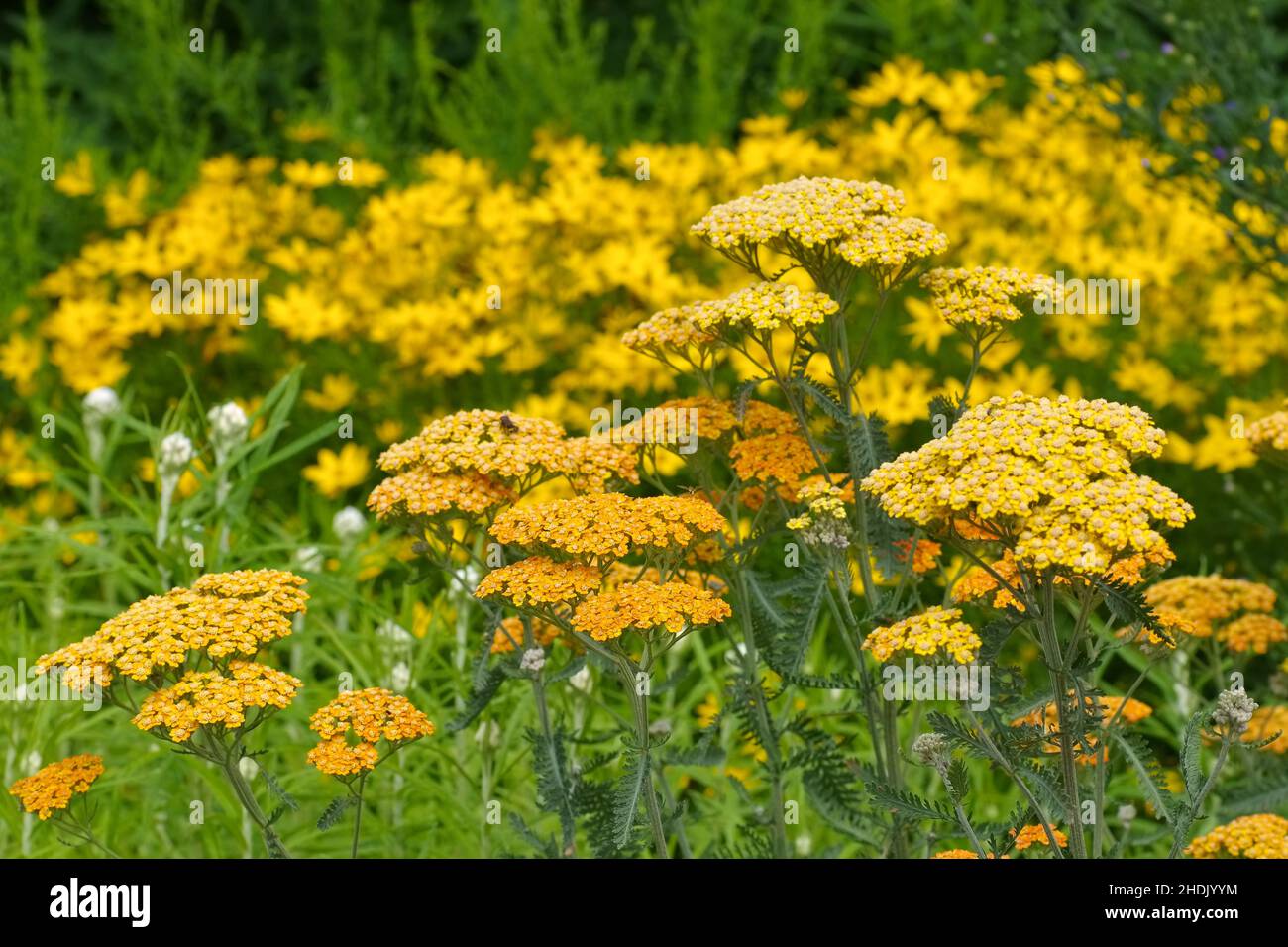 Flowering yarrow hi-res stock photography and images - Alamy